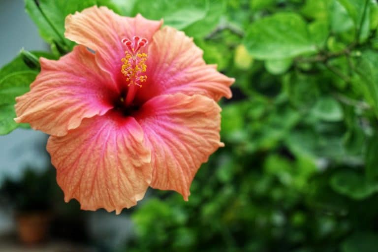 Top 12 Cultural Things to Do in Goa: An Alternate Guide! – Orange Wayfarer