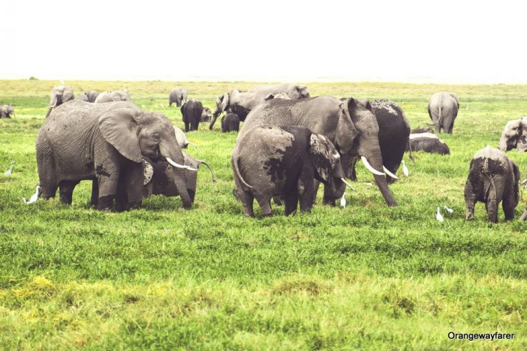9 Stunning Wildlife Safaris: Travel Bloggers Pick the Best Game ...