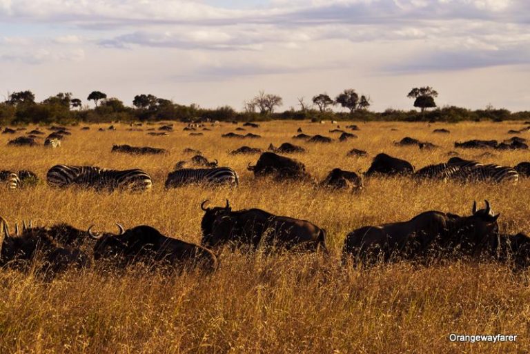 9 Stunning Wildlife Safaris: Travel Bloggers Pick the Best Game ...