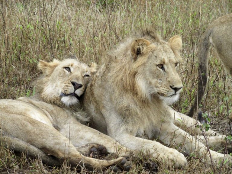 9 Stunning Wildlife Safaris: Travel Bloggers Pick the Best Game ...