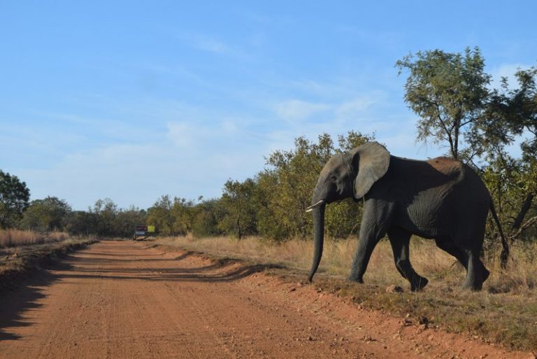 9 Stunning Wildlife Safaris: Travel Bloggers Pick the Best Game ...