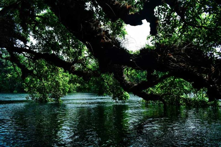 Things to do at Dandeli Wildlife Sanctuary, Karnataka: The Charm of ...