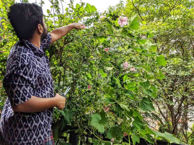 Posto Sorshe Lau Shak Bhape (Bottle Gourd Leaves Steamed with Poppy ...